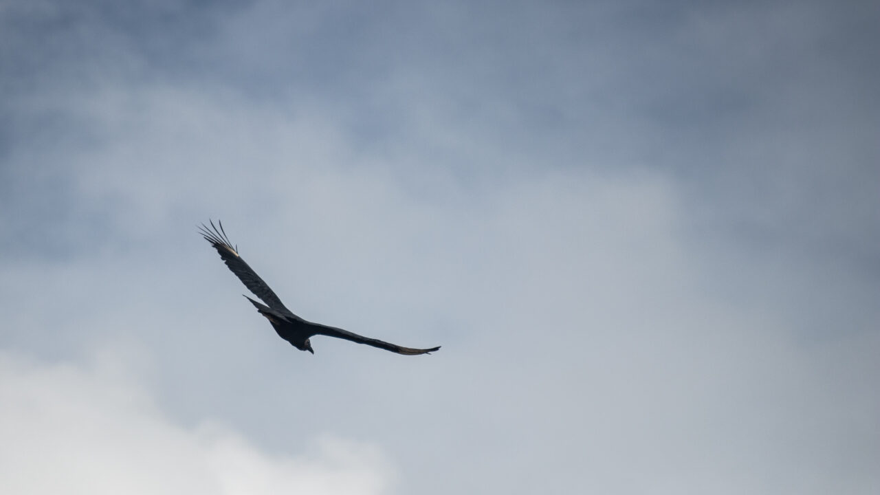 La visita del zamuro | Historias Que Laten
