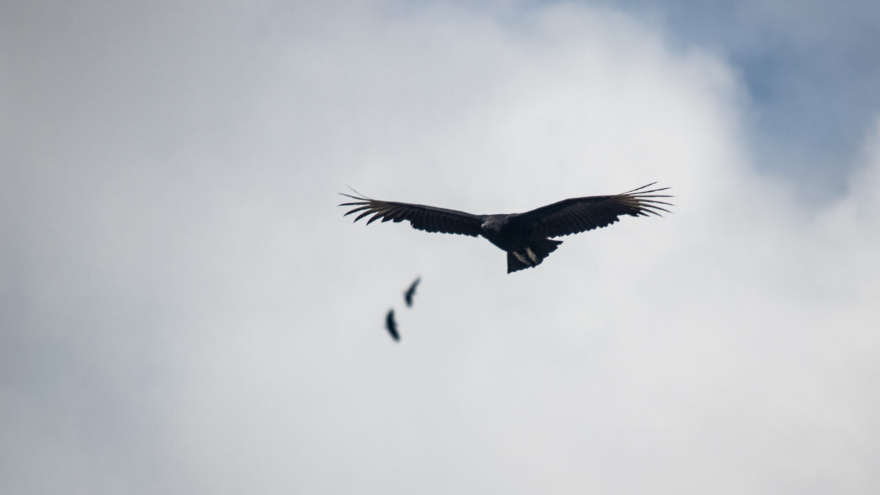 La visita del zamuro | Historias Que Laten